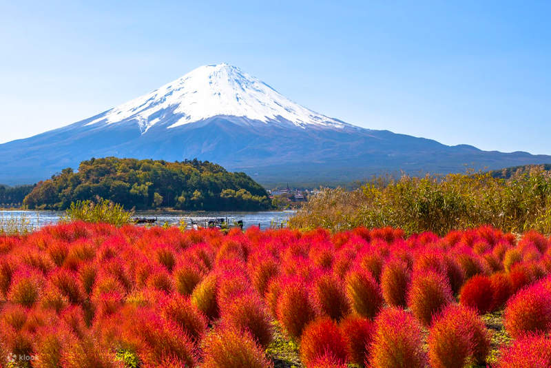 [Fuji Flower Viewing + Shopping or Hot Spring Tour] Arakurayama Park ...